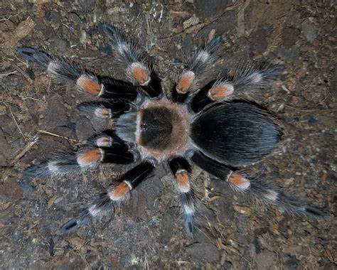 Mexican Red Knee Tarantula Sling | Tiki Tarantula