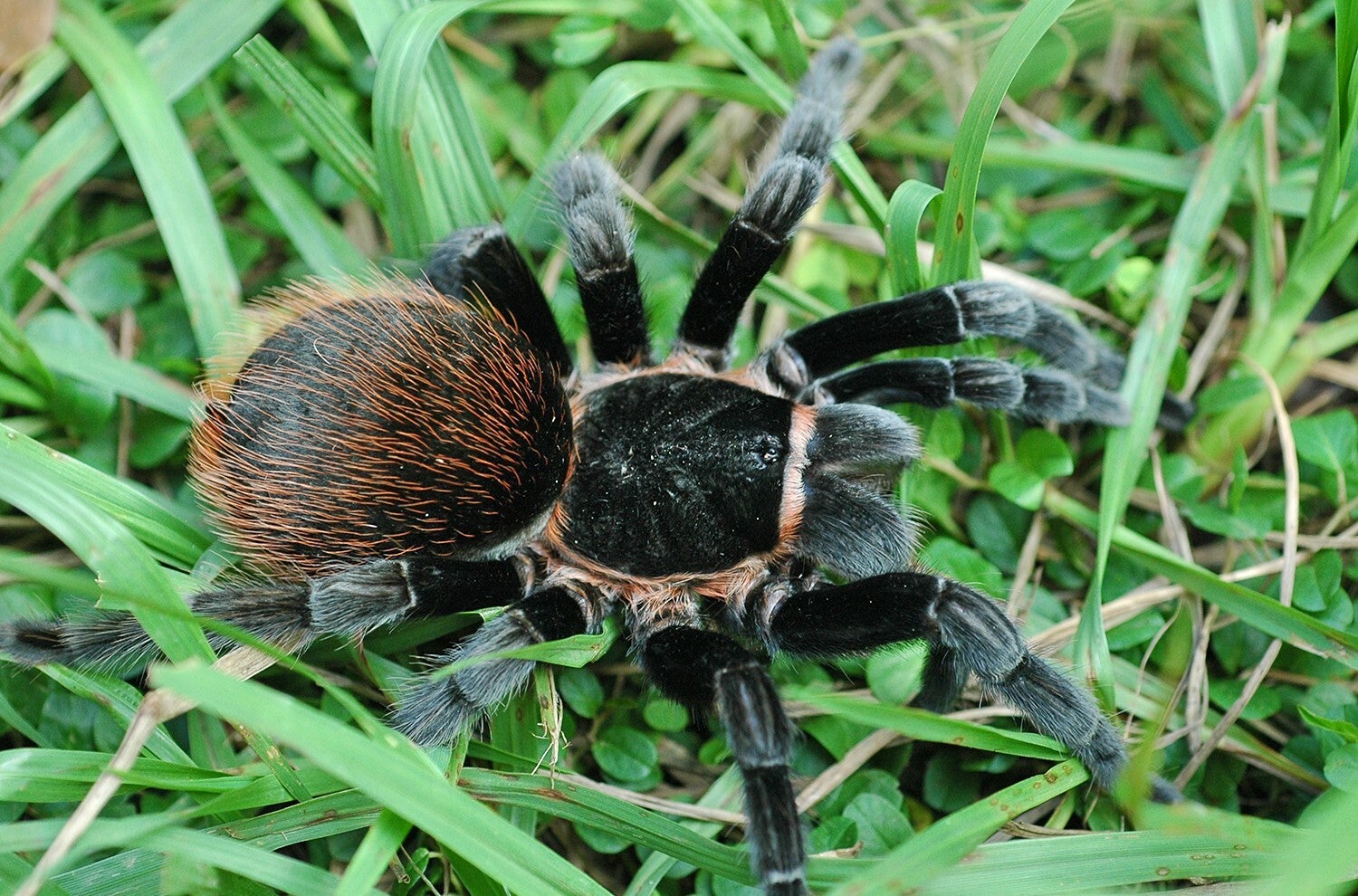 Orange Mouth Tree Spider Female Venomous NW | Tiki Tarantula